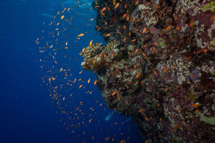 Did You Know? 15 Facts About Coral Reefs - Triviatry