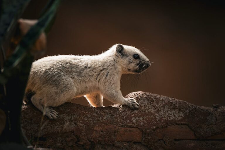 Did You Know? 12 Rare Weather Events - Triviatry