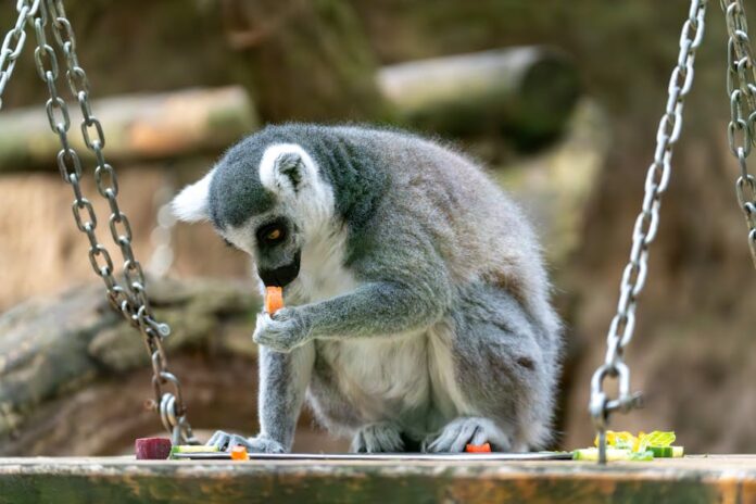 Top 10 Fun Facts About the Animal Food Chain - Triviatry