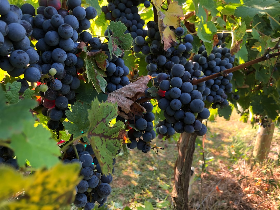 Which grape variety is Bordeaux, France most famous for in its red wine ...